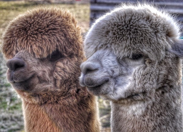 VIDEO: Superfast fibre makes world of difference to Cumbrian alpaca ...