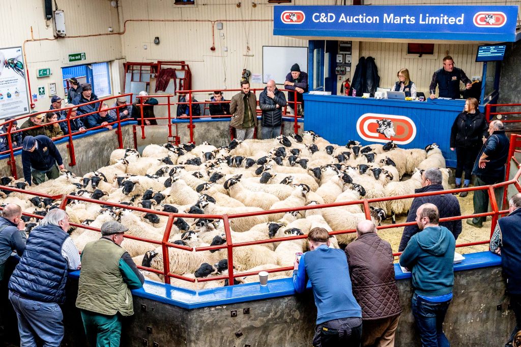 Trainee auctioneer secures dream job at Cumbrian auction mart ...